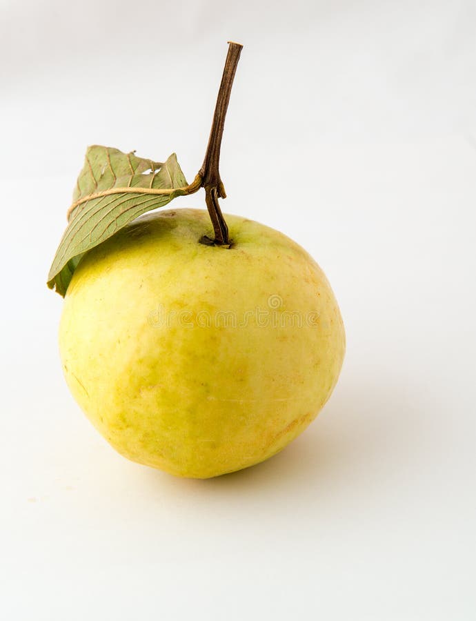 Yellow guava with leaf stock image. Image of healthy - 49077461