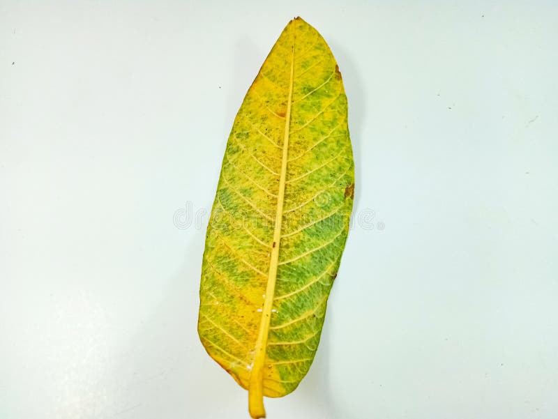 Yellow Guava Leaves, Isolated on a White Background. Stock Photo ...