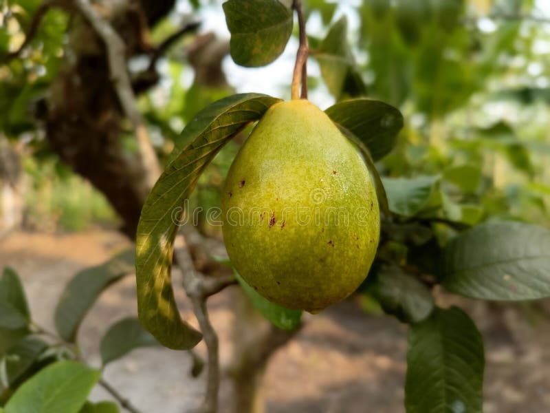 Yellow Guava in the Natural Tree Stock Image - Image of guava, tropical ...