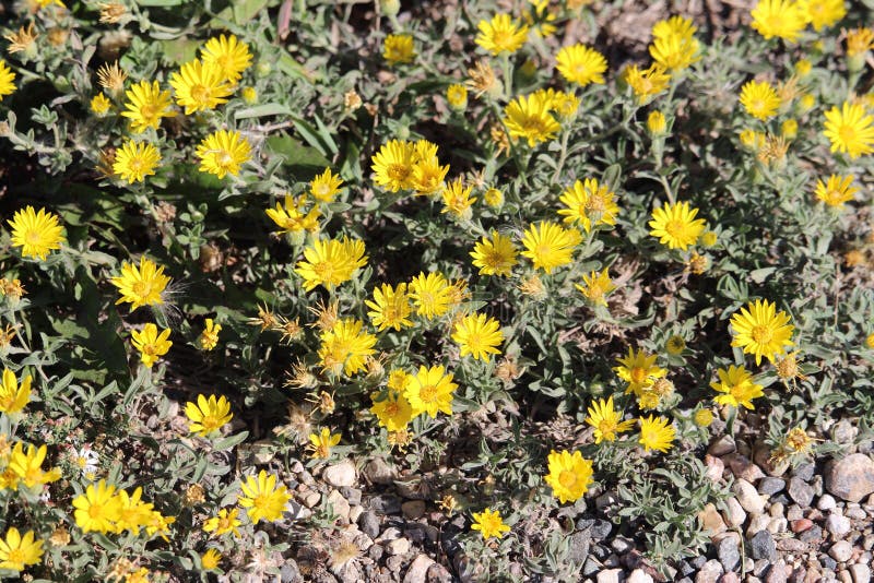Yellow Hairy Aster flower stock photo. Image of aster - 99442400