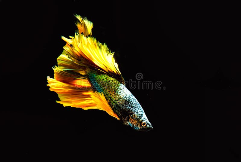 Yellow Half Moon Betta Fish, or Half Moon Stock Image - Image of ...
