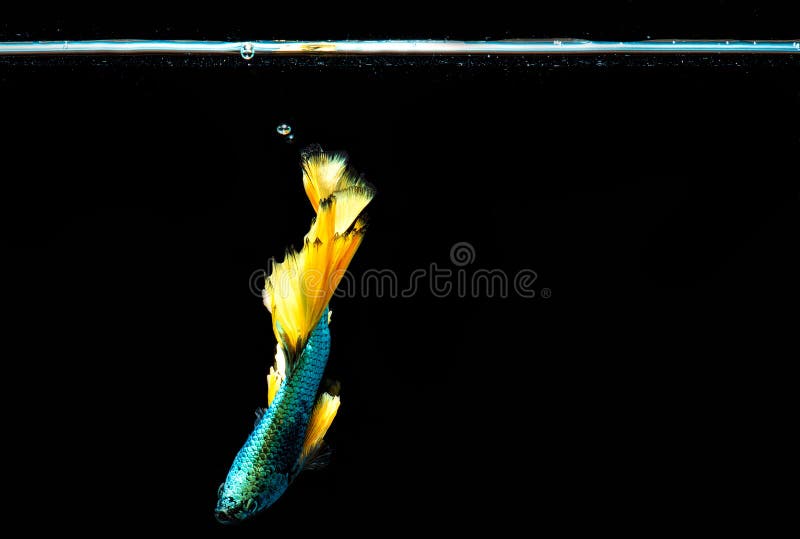 Yellow Half Moon Betta Fish, or Half Moon Stock Photo - Image of moon ...