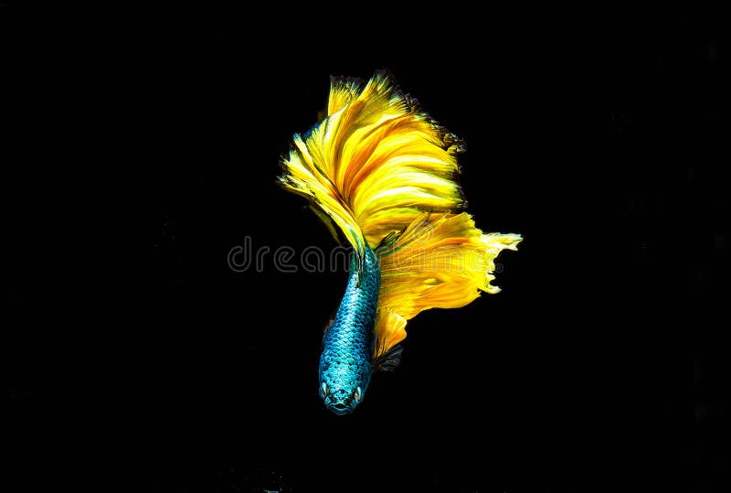 Yellow Half Moon Betta Fish, or Half Moon Stock Photo - Image of ...