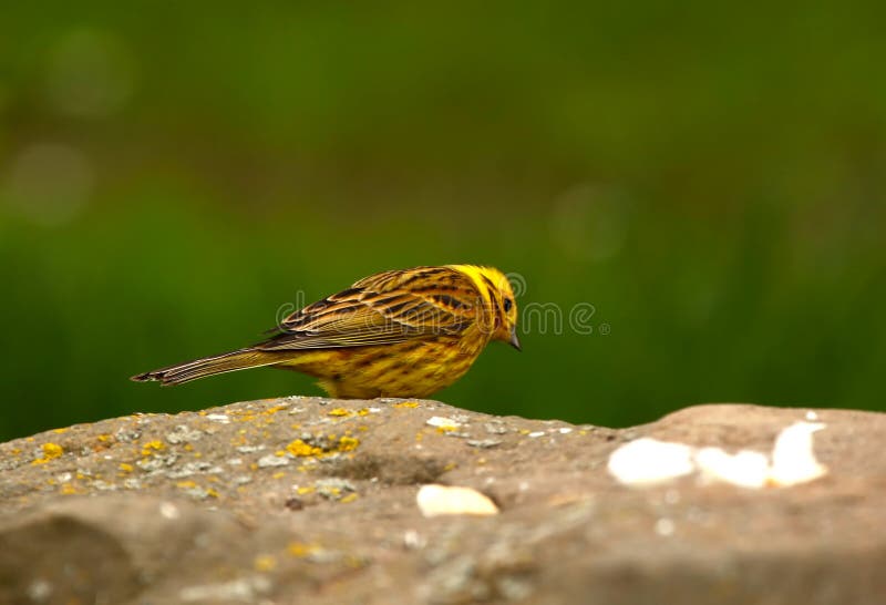 A Yellow Hammer Bird stock photo. Image of stood, beak - 14392068