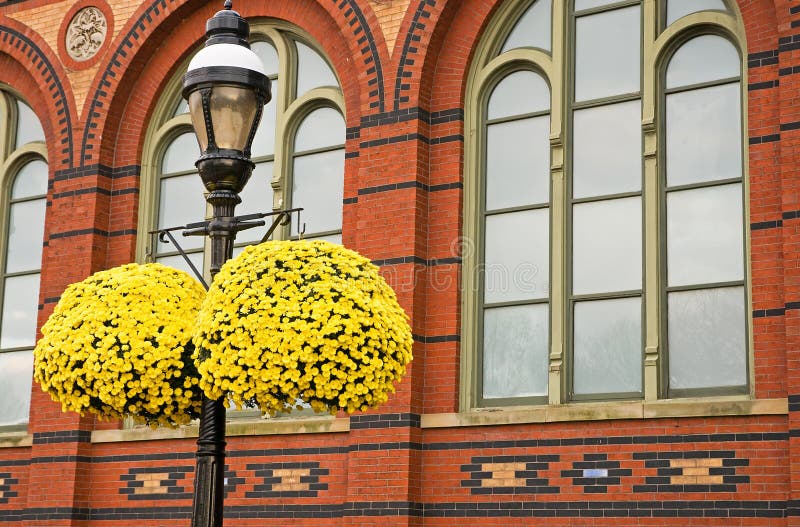 Yellow hanging mums stock photo. Image of hung, blooms - 7174860