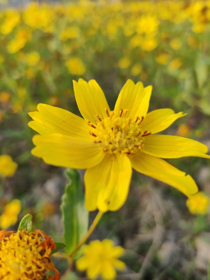 The yellow happy cosmos stock photo. Image of happy - 272918146