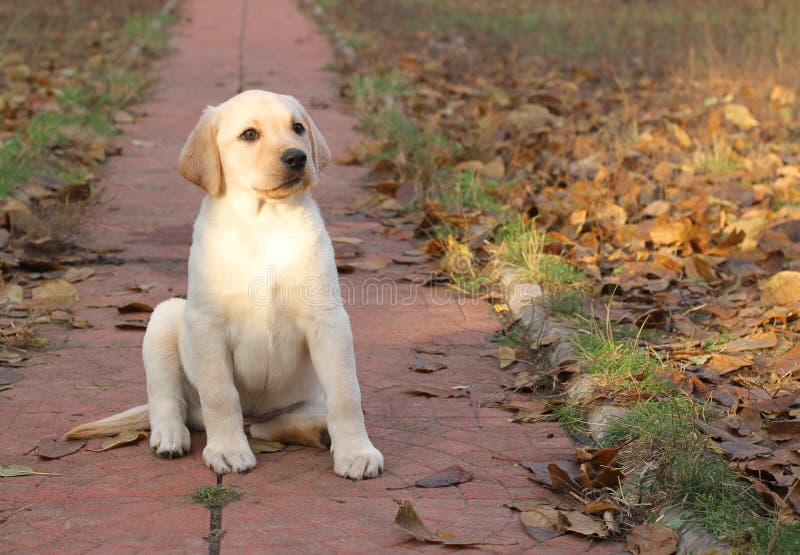 Yellow Happy Labrador Puppy in Autumn Stock Image - Image of warm ...