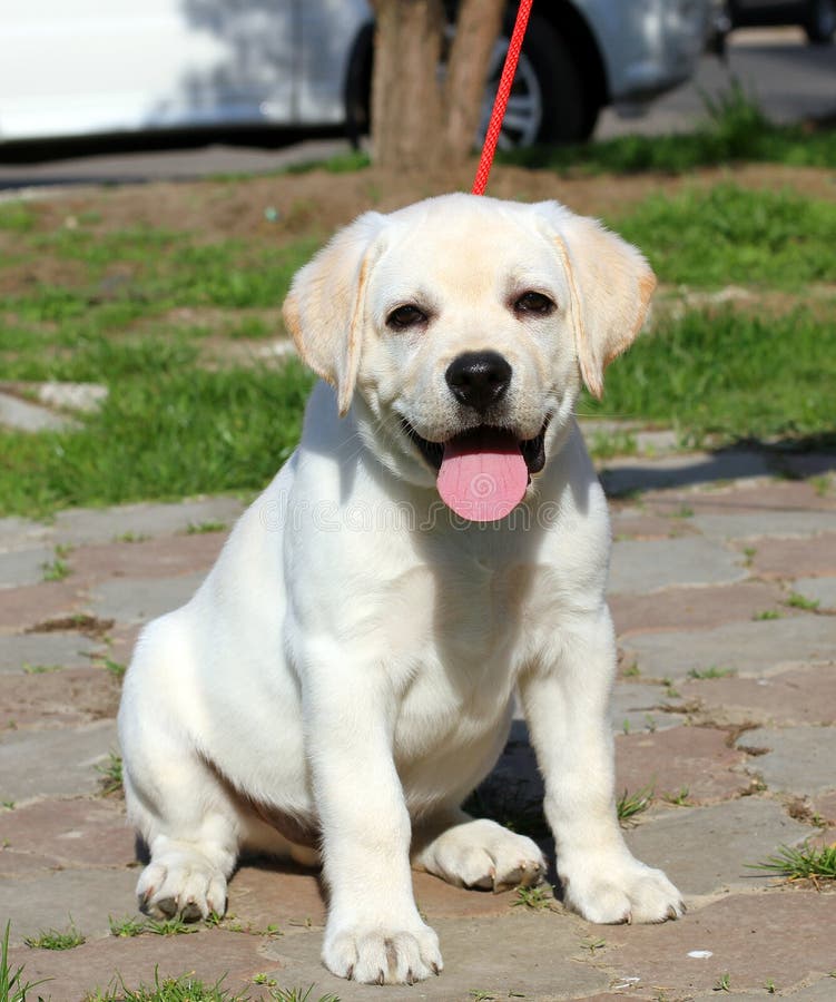 A Yellow Happy Labrador Puppy in Garden Stock Photo - Image of male ...