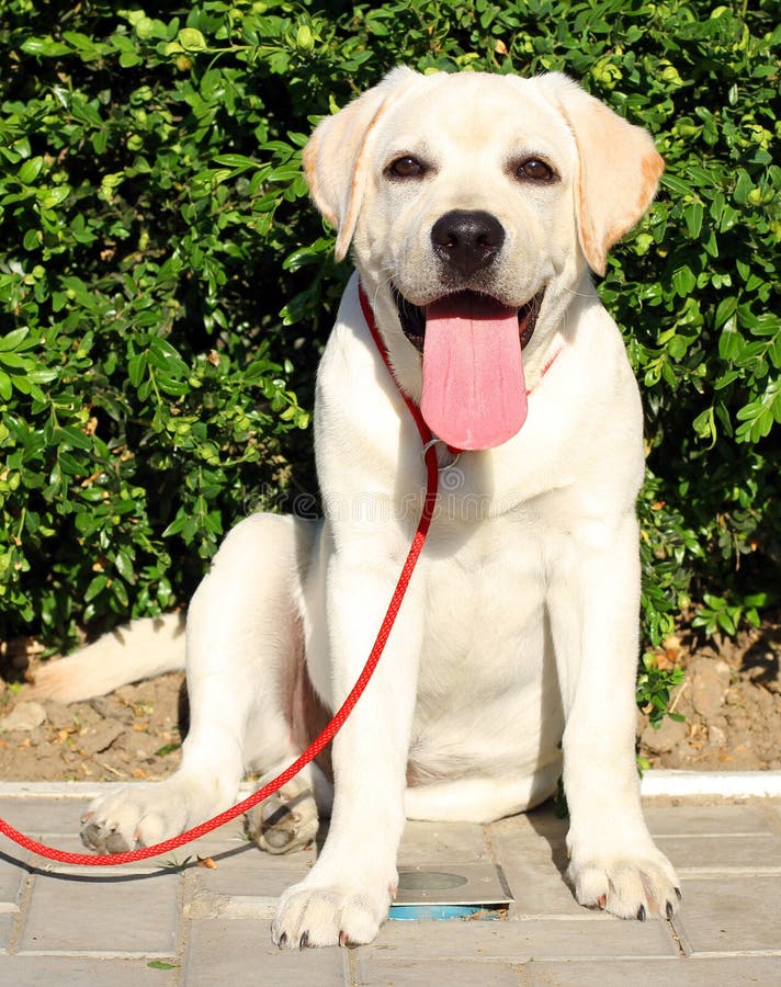 A Yellow Happy Labrador Puppy in Garden Stock Photo - Image of canine ...