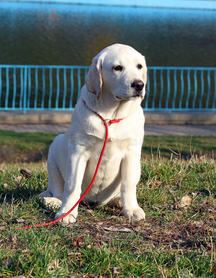 The Yellow Happy Labrador Puppy in Garden Stock Photo - Image of ...