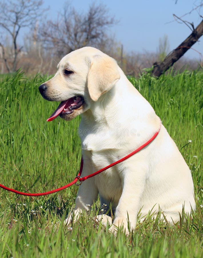 The Yellow Happy Labrador Puppy in Garden Stock Photo - Image of ...