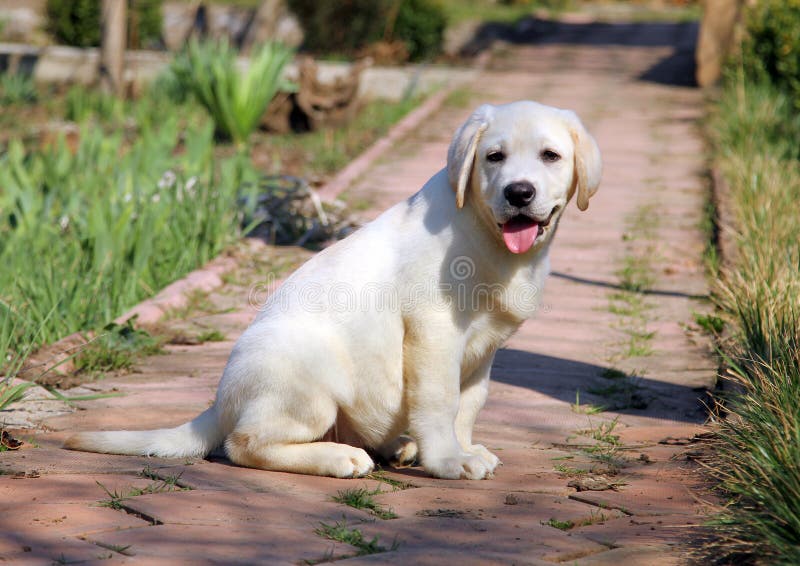 Yellow Happy Labrador Puppy in Garden Stock Image - Image of canine ...
