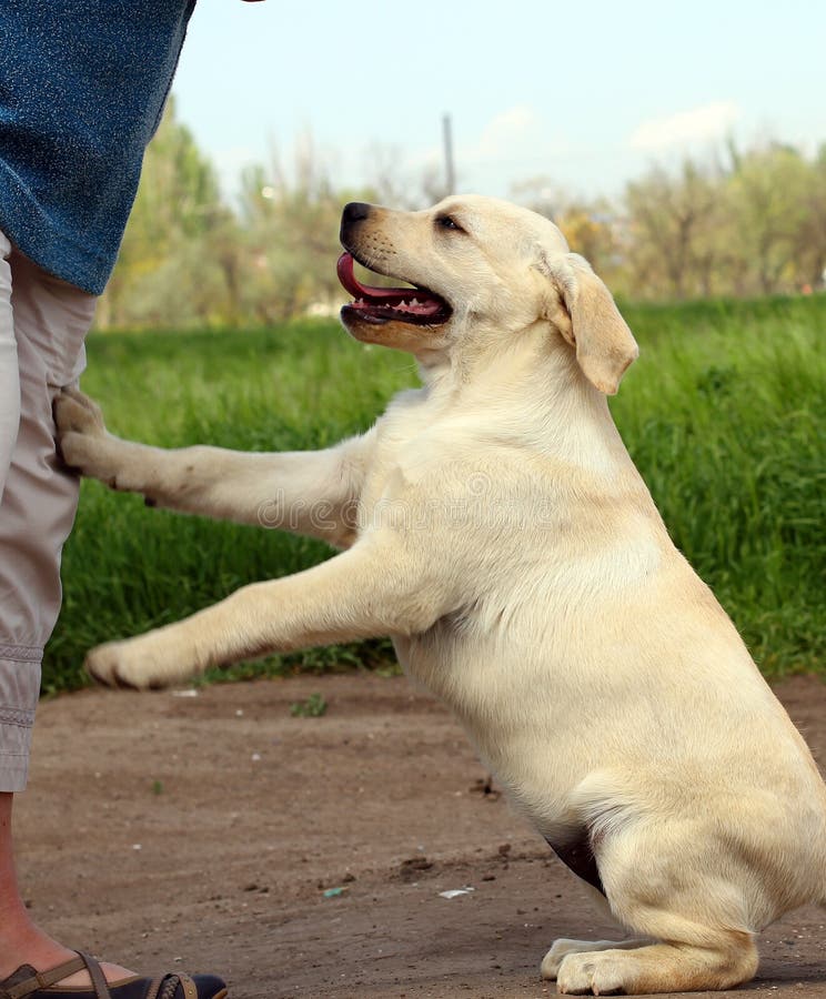 The Yellow Happy Labrador Puppy in Garden Stock Image - Image of ...