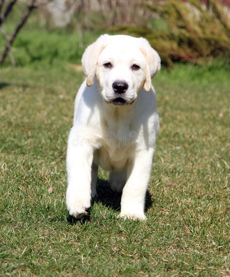 The Yellow Happy Labrador Puppy in Garden Stock Image - Image of tree ...