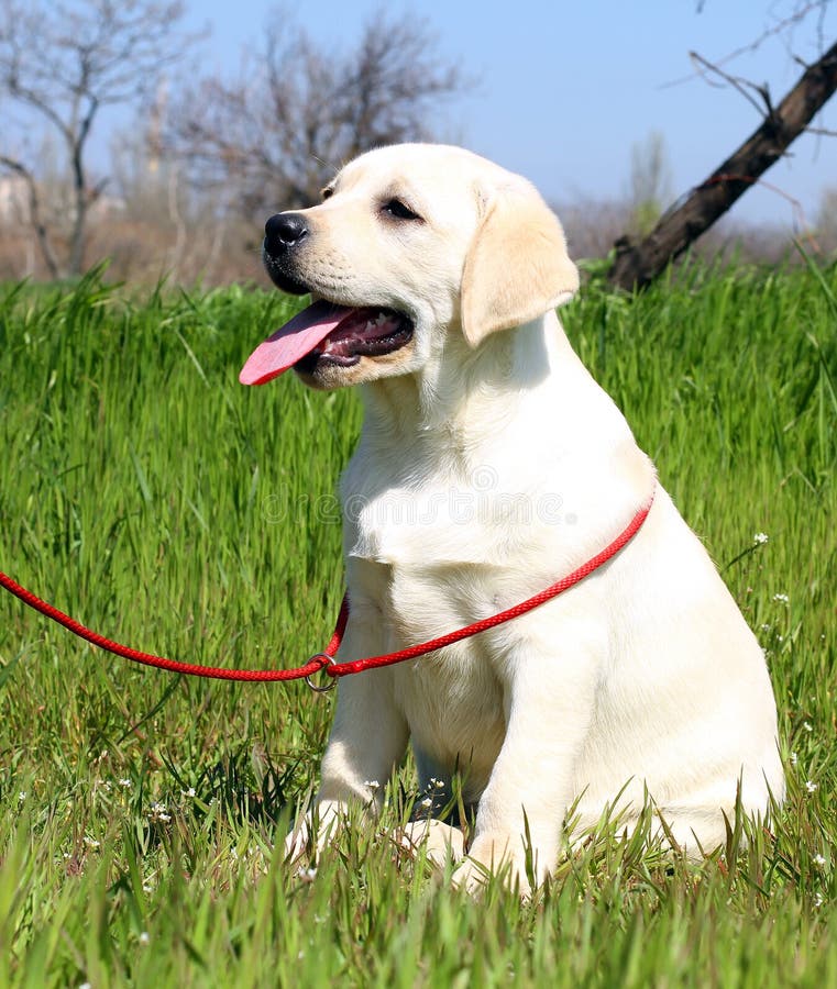 The Yellow Happy Labrador Puppy in Garden Stock Photo - Image of spring ...