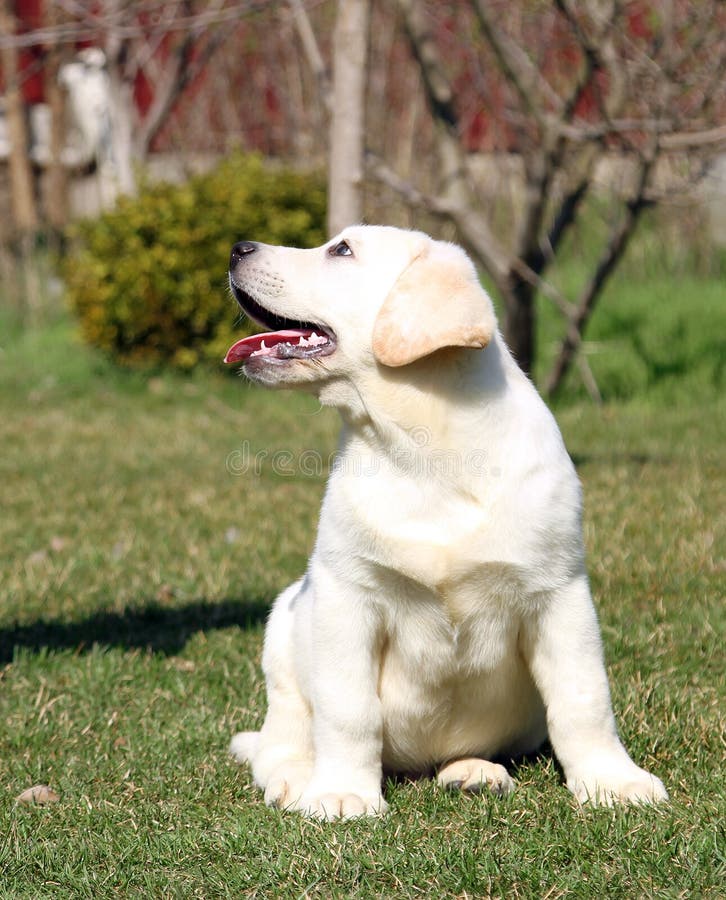 Yellow Happy Labrador Puppy in Garden Stock Photo - Image of shining ...