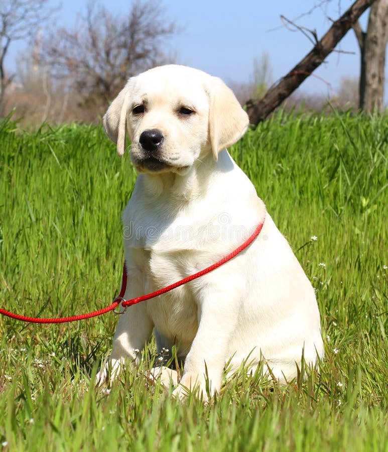 A Yellow Happy Labrador Puppy in Garden Stock Image - Image of portrait ...