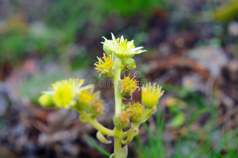 Yellow Hare Cabbage Flower on a Blurred Background. Stock Image - Image ...
