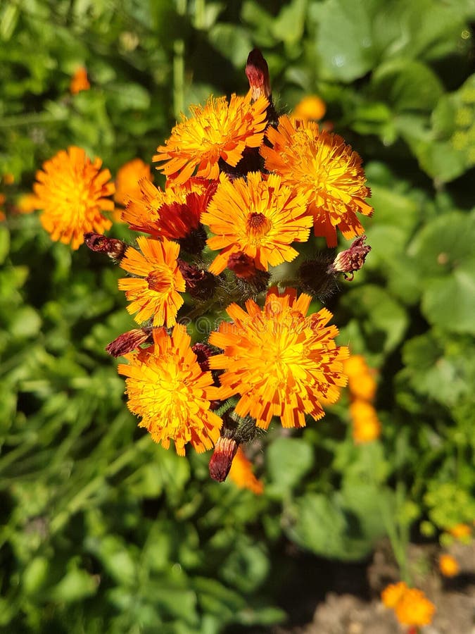 Yellow Hawkweed stock image. Image of petals, flowers - 94619527