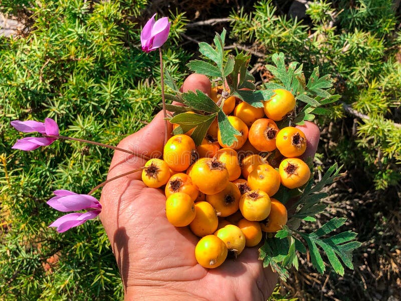 Yellow Hawthorn Fresh and Organic Fruit Presentation Stock Image ...