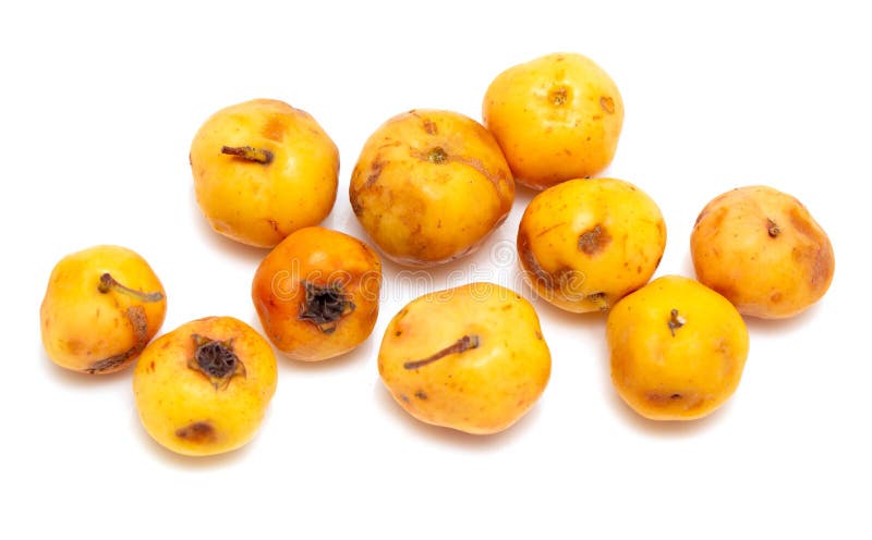 Isolated Hawthorn Flower. Flowering Whitethorn Branch With Spring ...