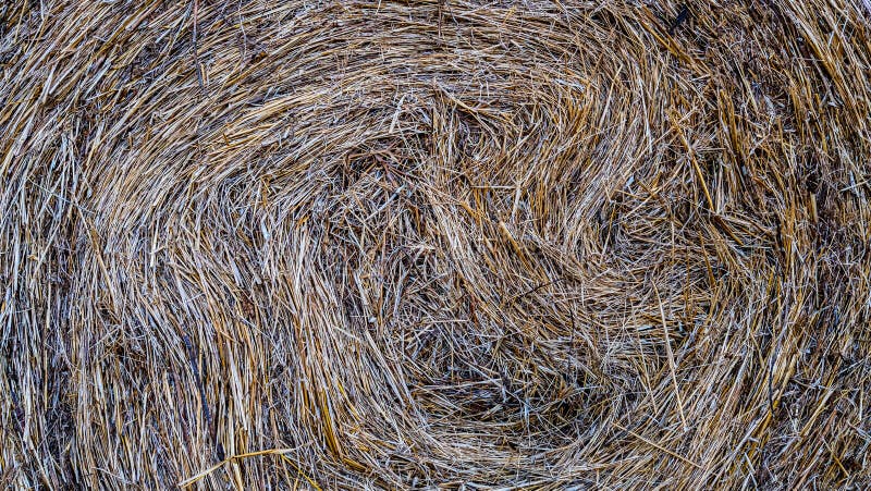 Yellow Hay Bale Texture. Straw Backdrop Stock Image - Image of texture ...
