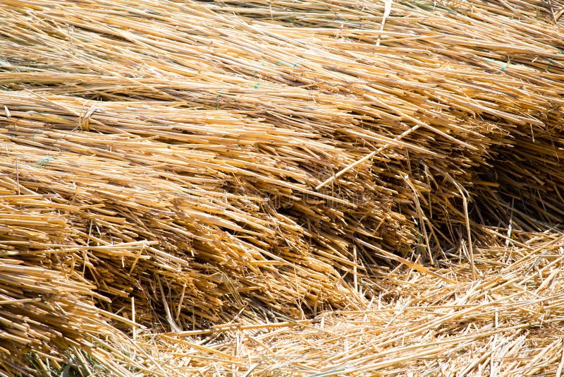Yellow Hay is Dried on the Ground As a Background Stock Photo - Image ...