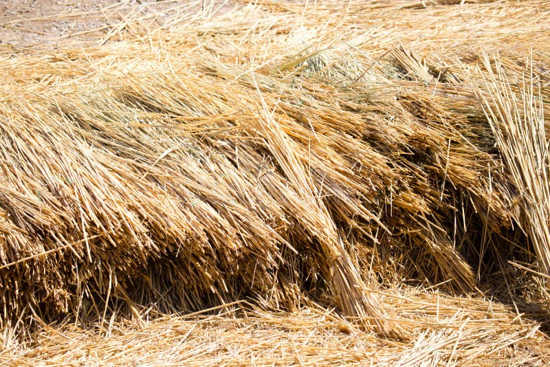 Yellow Hay is Dried on the Ground As a Background Stock Photo - Image ...