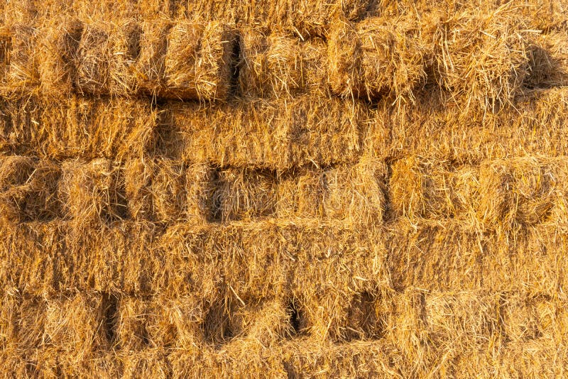 Yellow Hay Texture Background from Dry Rice after Harvest Stock Image ...