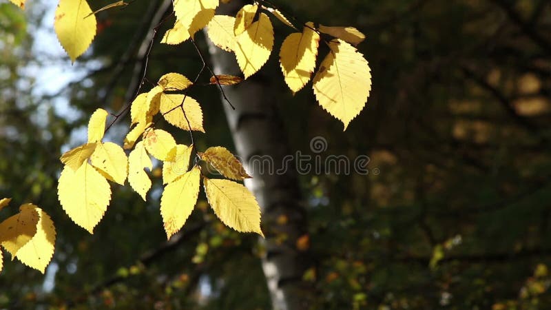 Yellow Hazel Tree and Some Copyspace Stock Footage - Video of outdoor ...