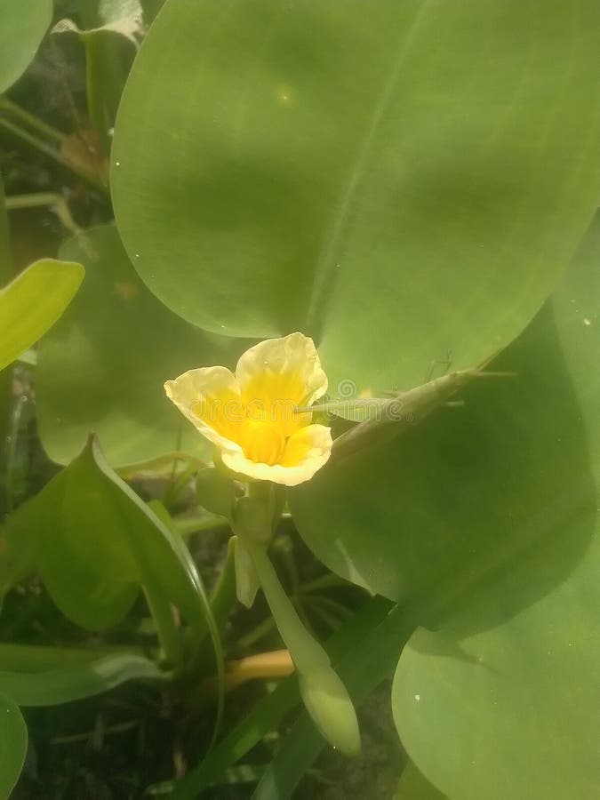 Yellow head flower stock image. Image of flower, nature - 204446629