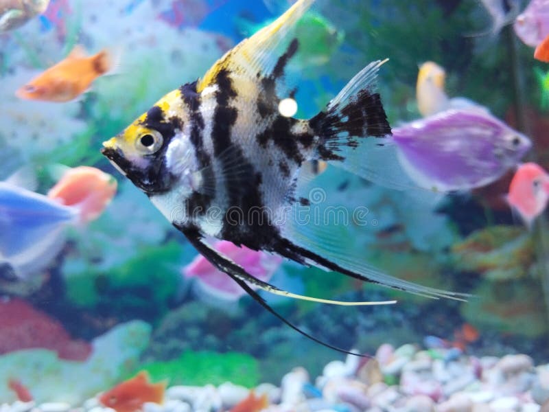 Yellow Head Memphis Fish Swimming in the Aquarium Majestically Stock ...