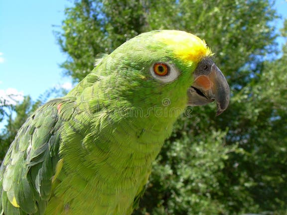 Yellow headed amazon stock image. Image of amazon, yellow - 1075363
