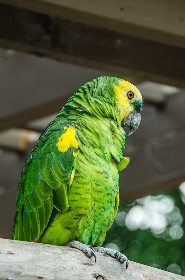 Yellow headed Amazon stock image. Image of birds, omnivorous - 42967909