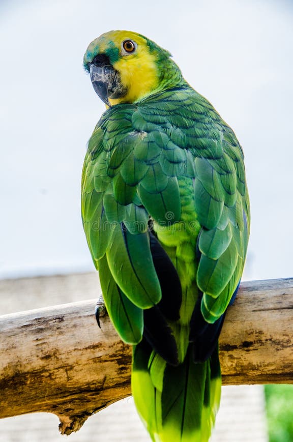 Yellow headed Amazon stock photo. Image of headed, green - 43374216