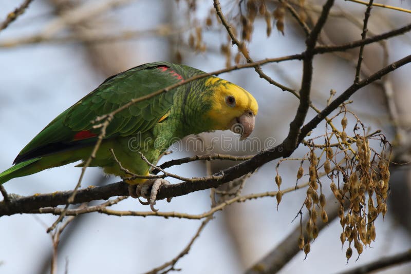 Yellow-headed Amazon (Amazona Oratrix), Rosenstein Park, Stuttgart ...