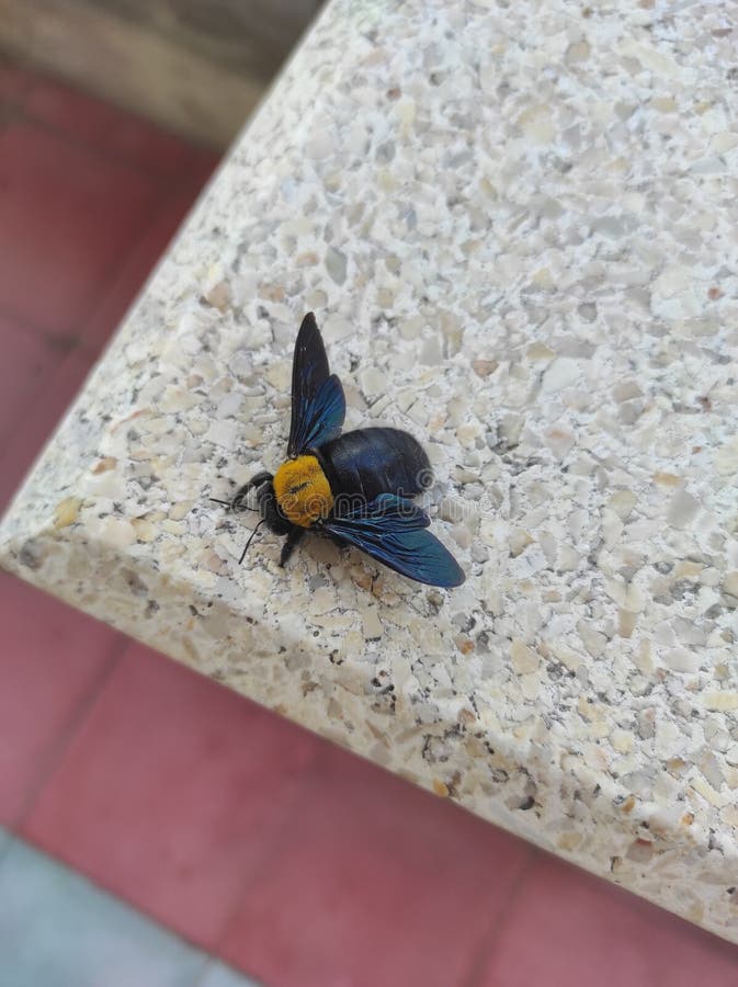 The Yellow-headed Bee is Not Energetic Stock Image - Image of insect ...