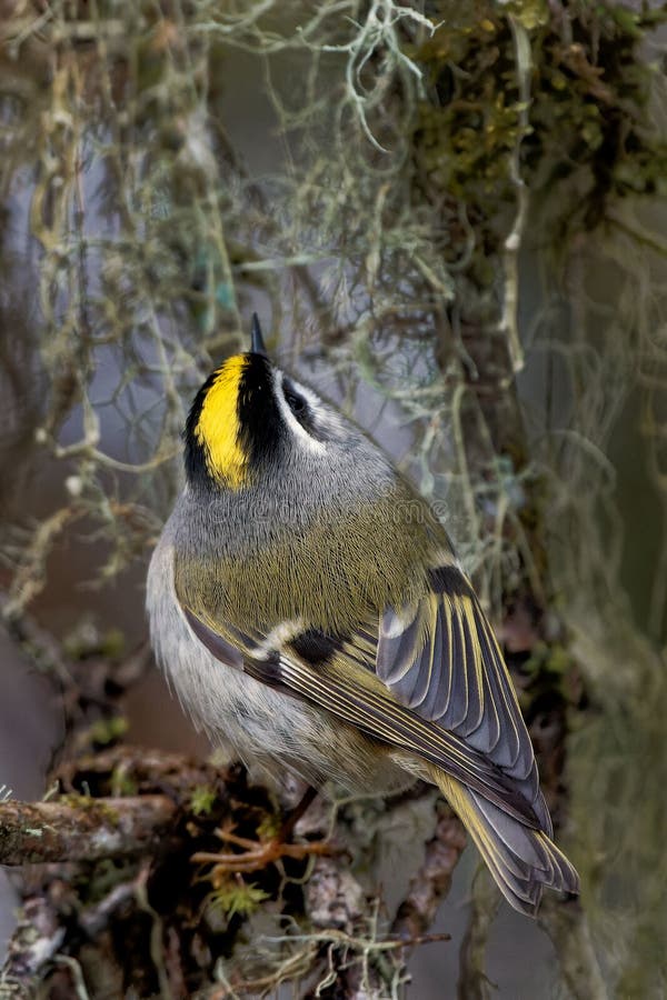 Yellow-headed Beetle Perched on a Tree Branch Stock Image - Image of ...