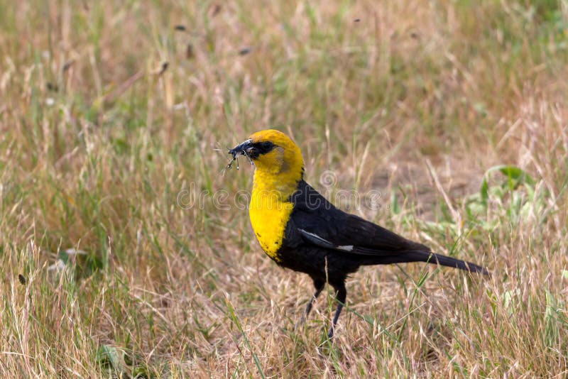 Yellow headed blackbird stock image. Image of blackbird - 31902565