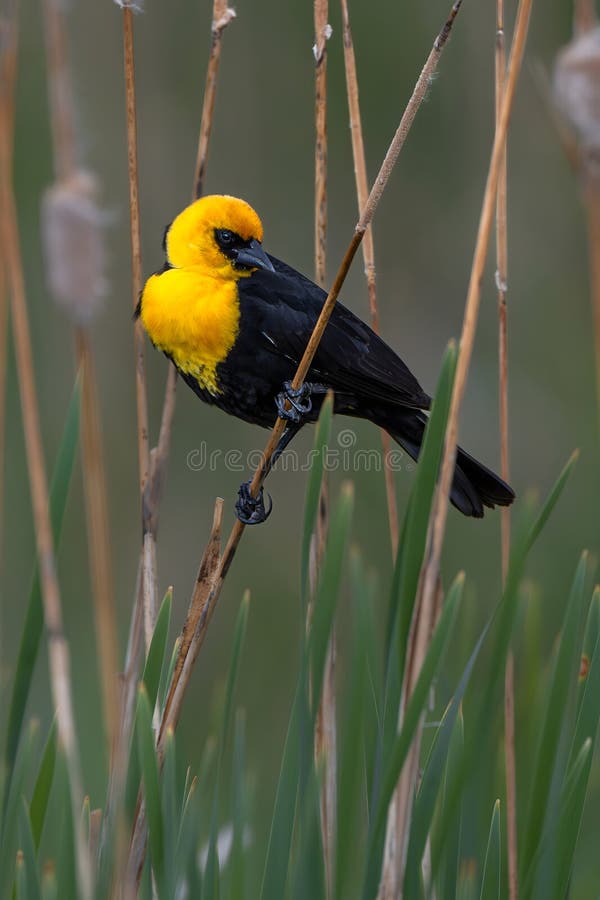 Yellow-headed Blackbird stock photo. Image of nest, white - 392459890