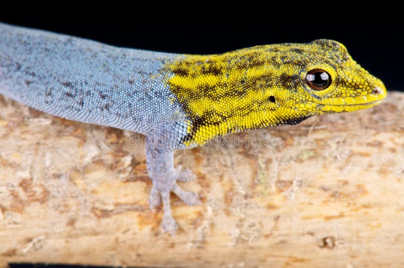1+ Yellow headed gecko Free Stock Photos - StockFreeImages