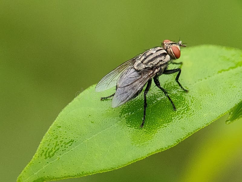 The Yellow-headed Fly Landed on a Very Calm Leaf Stock Photo - Image of ...