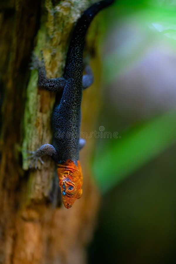 Yellow-Headed Gecko stock photo. Image of diurnal, fauna - 322791480
