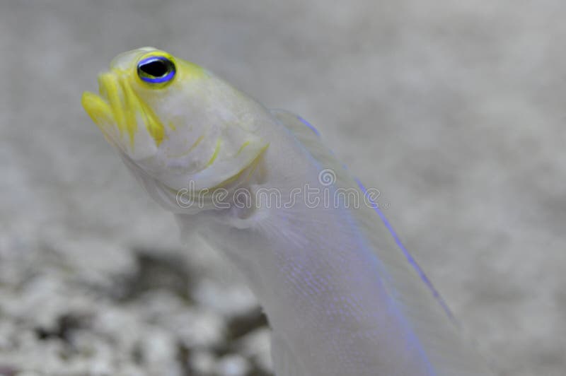 Yellow headed jawfish stock photo. Image of tank, swimming - 8161326