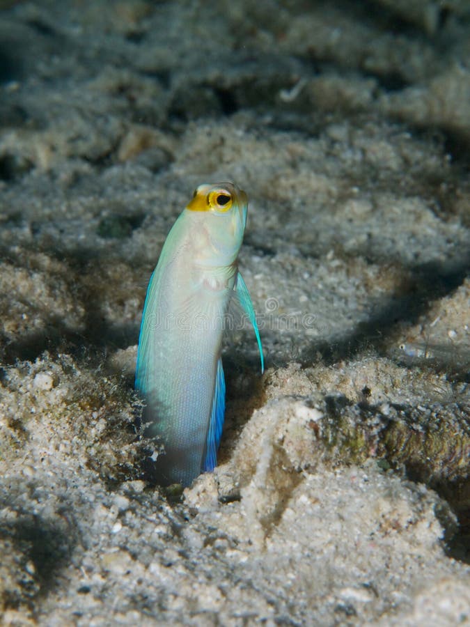 Yellow-headed jawfish 01 stock image. Image of antilles - 45349309