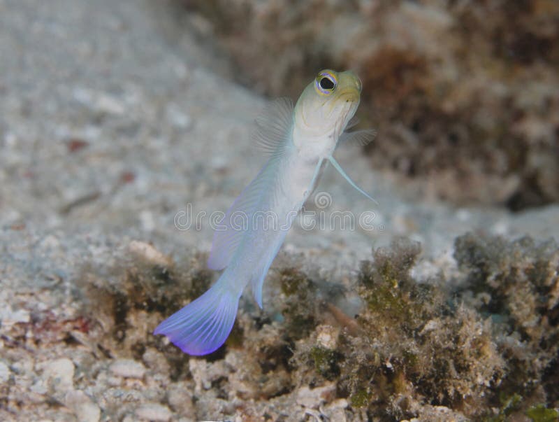 Yellow Headed Jawfish, Roatan, Honduras Stock Photo - Image of marine ...