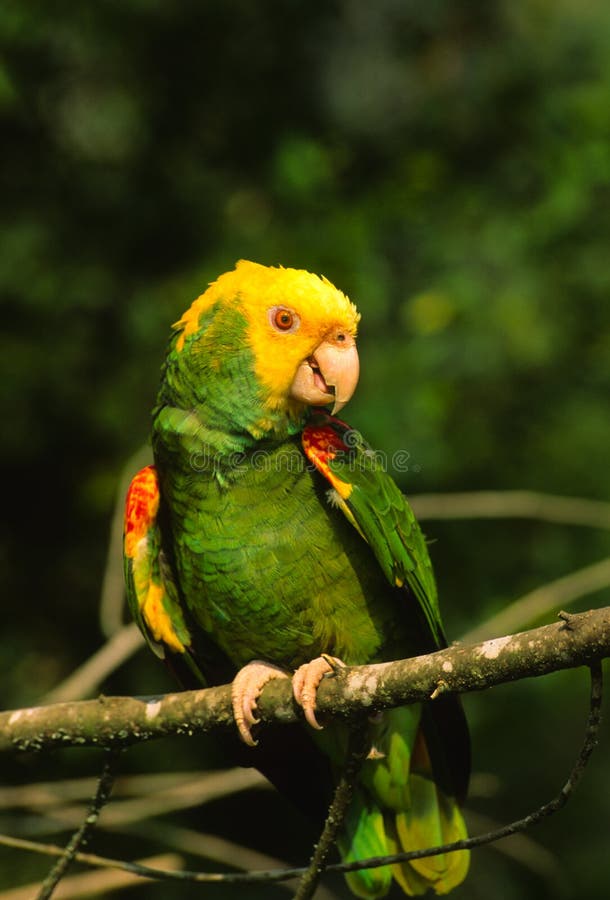 Yellow Headed Parrot stock photo. Image of plummage, nature - 17221100