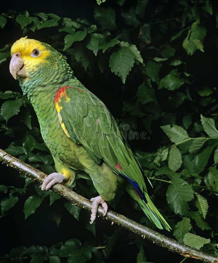 Yellow-Headed Parrot, Amazona Oratrix Stock Image - Image of profile ...