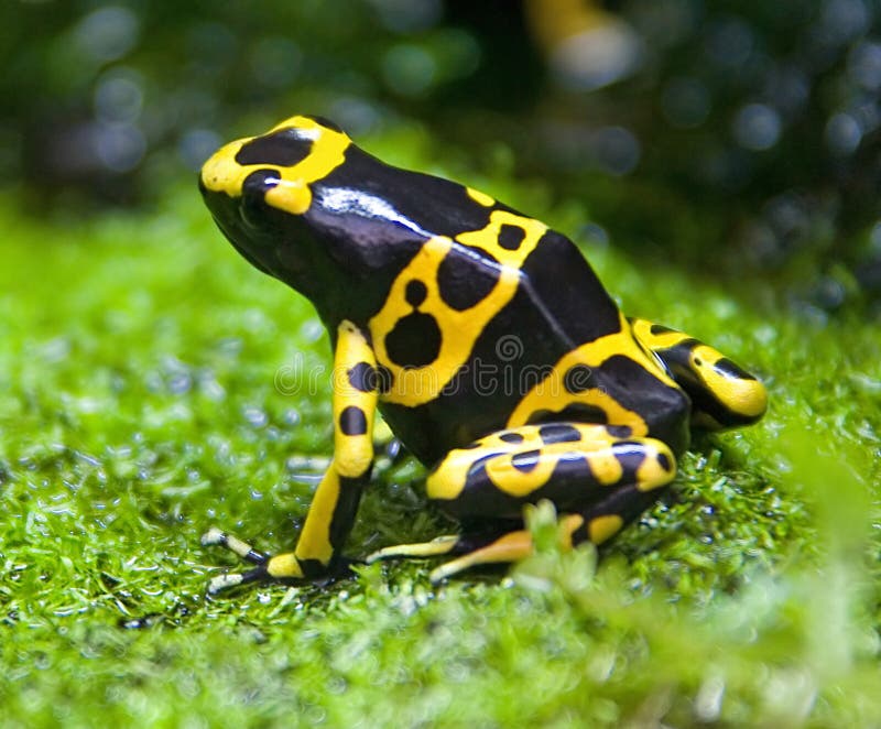 Yellow-headed Poison Frog 1 Stock Photo - Image of croak, portrait: 4452362