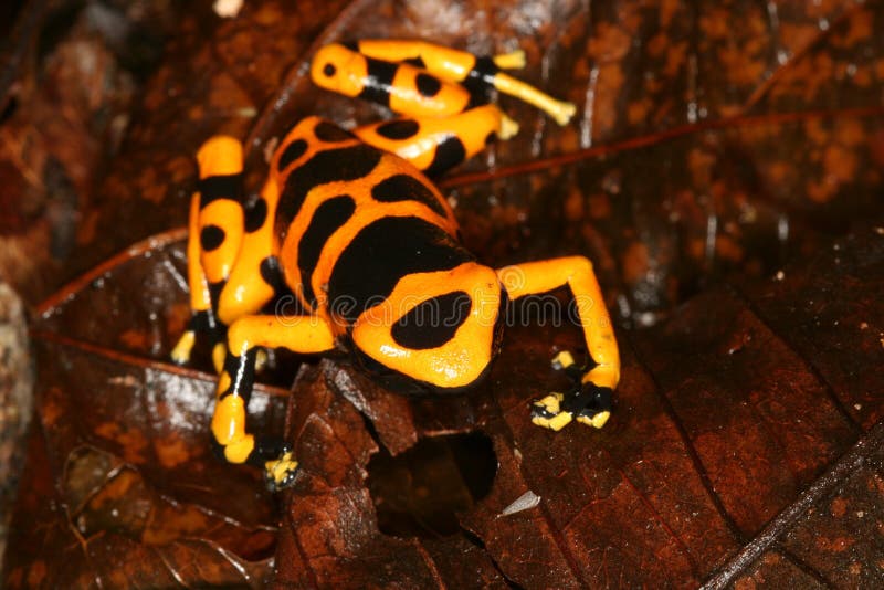 Yellow-headed Poison Frog 5 Stock Photo - Image of jungle, leucomelas ...